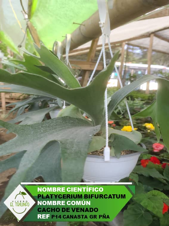 Plántula de Cacho de Venado | Croper