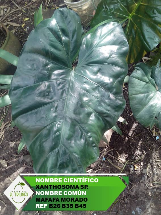 Plántula de Mafafa Morada | Croper