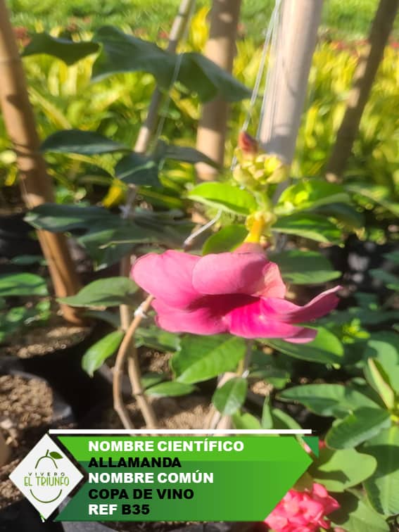 Plántula de Copa de Vino | Croper