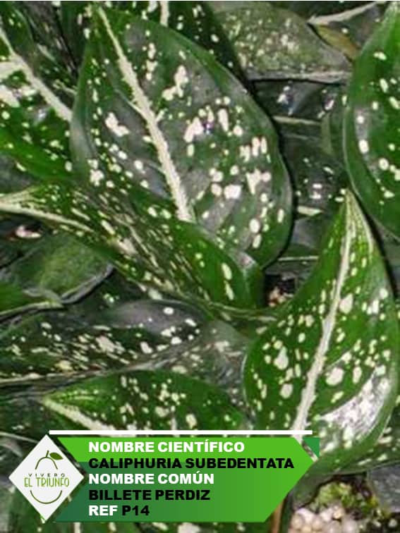 Plántula de Billete Perdiz | Croper