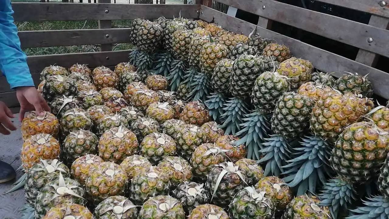 Venta de Piña Oro Miel | Croper