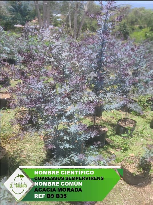 Plántula de Acacia Morada | Croper