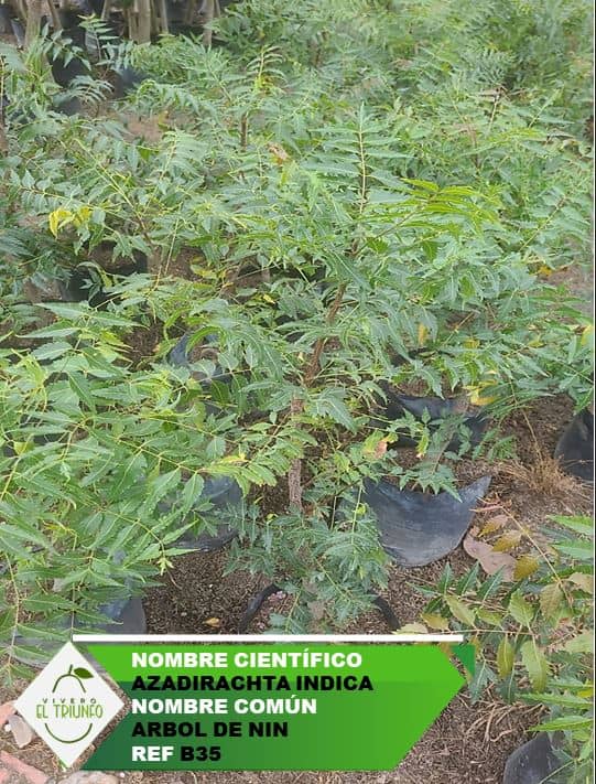 Plántula de Árbol de Nin | Croper