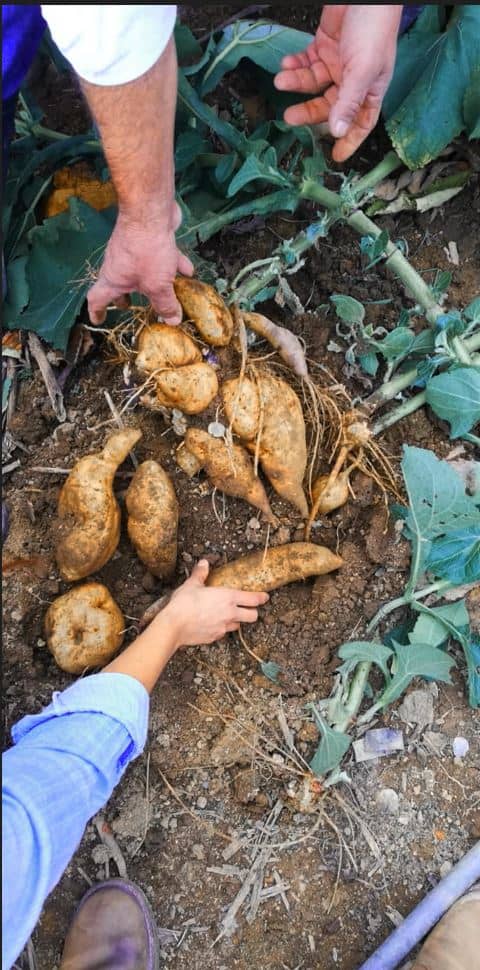 Yacon orgánico x 30 Kg | Croper