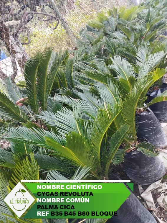 Plántula de Palma Cica | Croper