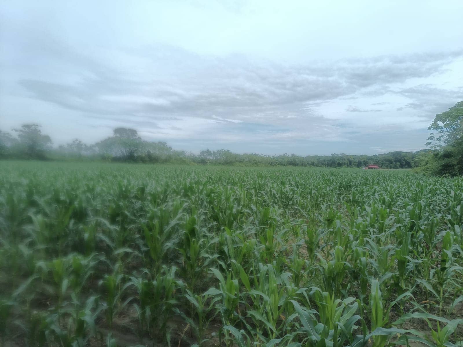 HÈCTOR SANCHEZ | Croper