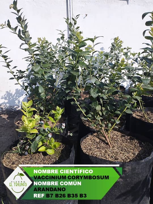 Plántula de Arándano | Croper