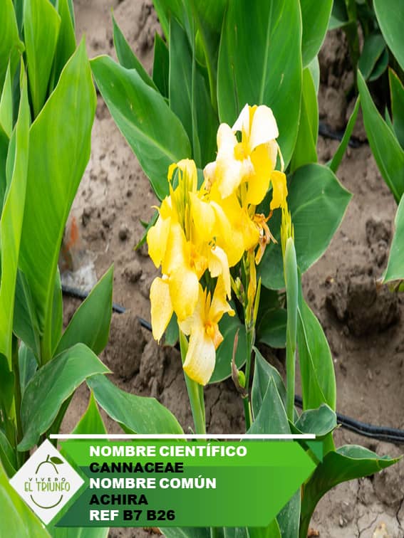 Plántula de Achira | Croper