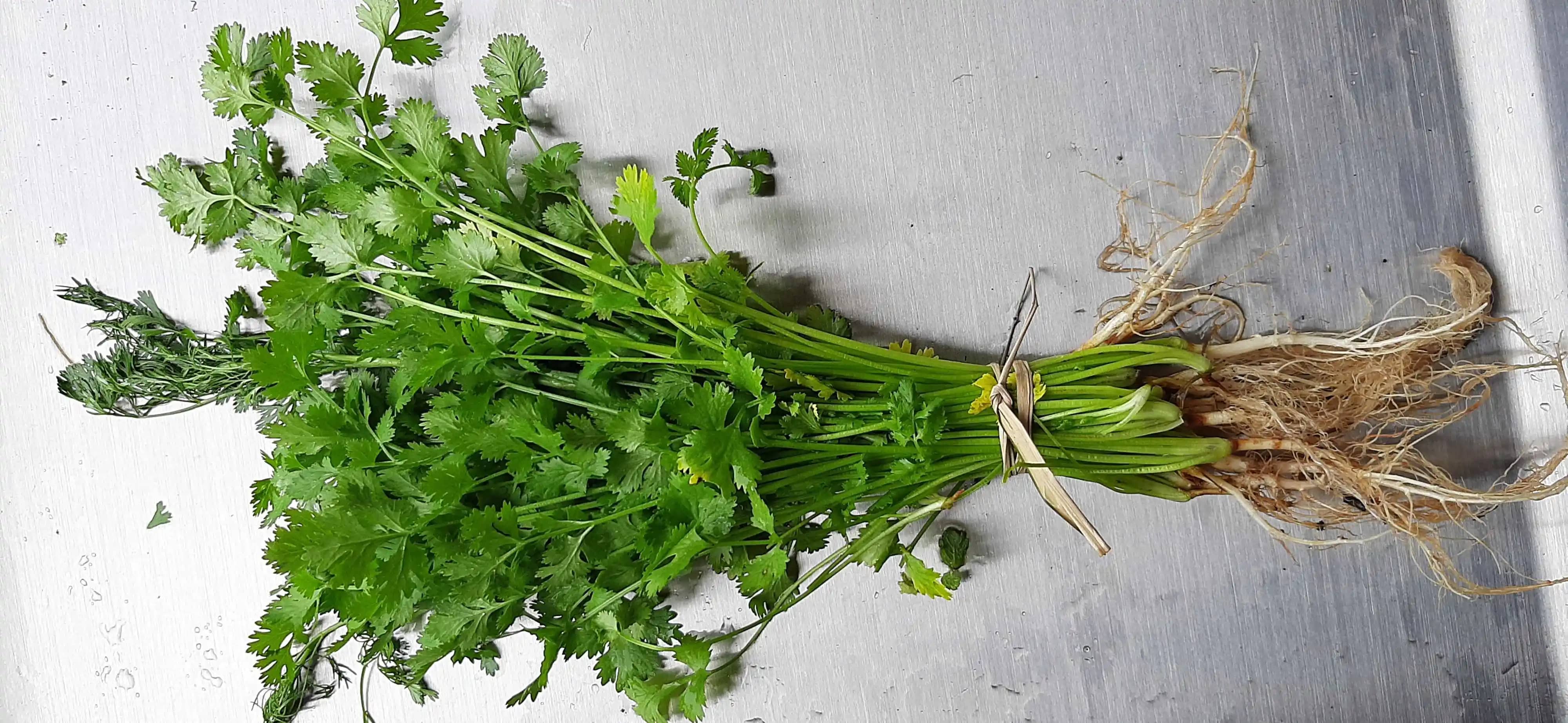 Cilantro tipo criollo en manojos de 100 gr | Croper