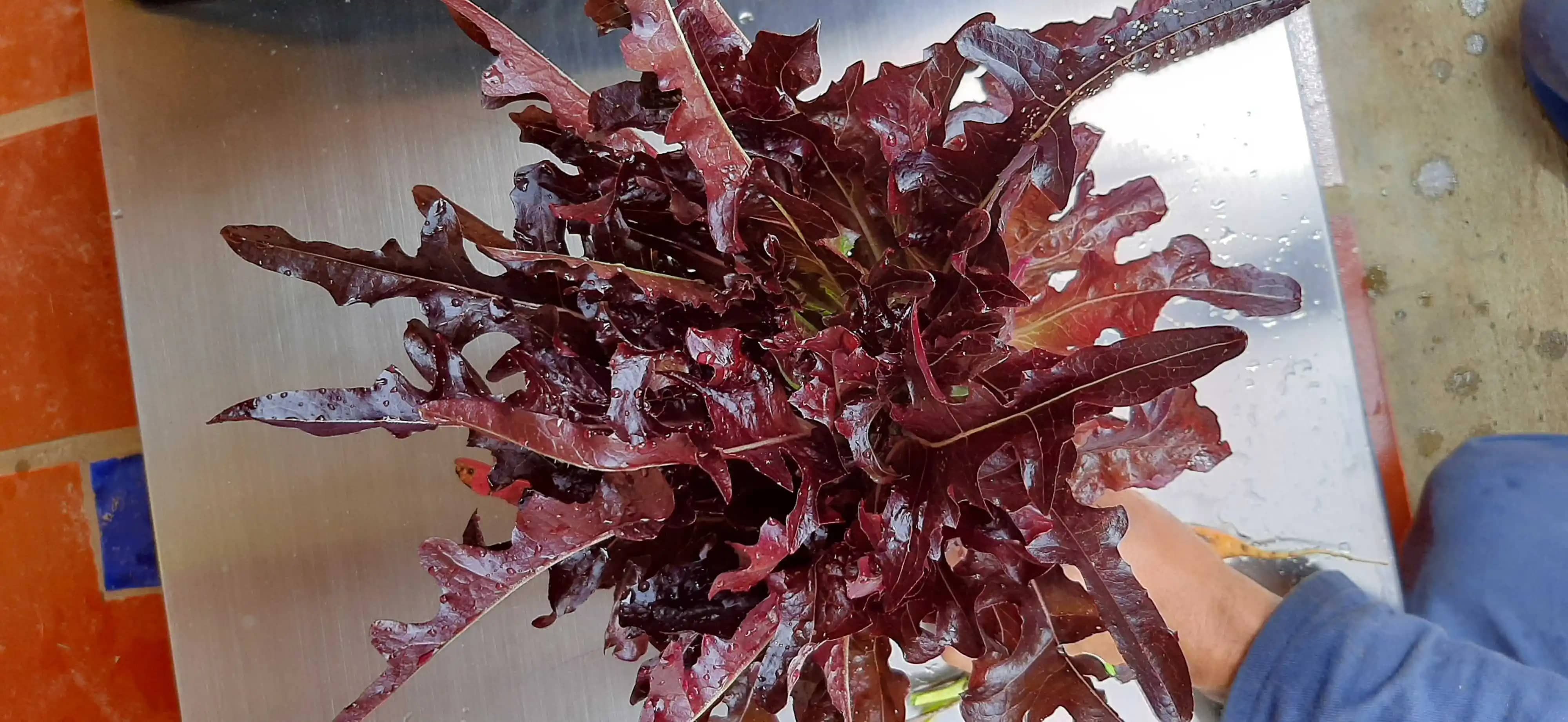 Lechuga Red Salad de producción Agroecológica | Croper