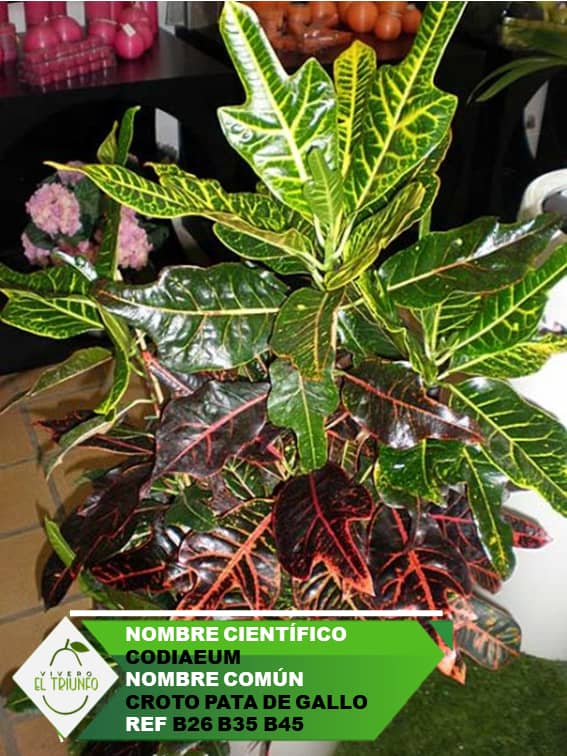 Plántula de Croto Pata de Gallo | Croper