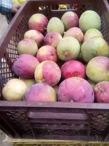Mango Tommy Cooperativa arrieros de occidente X 2000 Kg | Croper