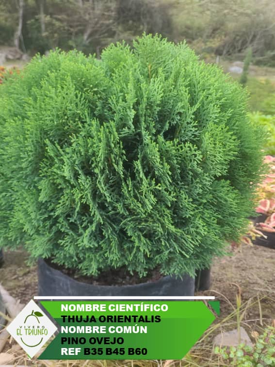 Plántula de Pino Ovejo | Croper