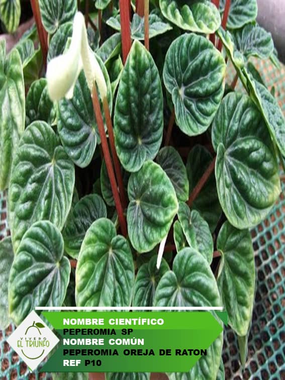 Plántula de Peperomia Oreja de Ratón | Croper