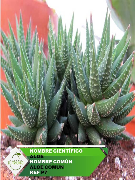 Plántula de Aloe Común | Croper