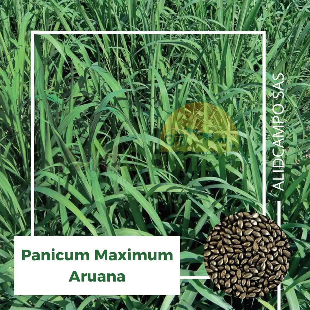 Semilla Panicum Maximum Aruana | Croper