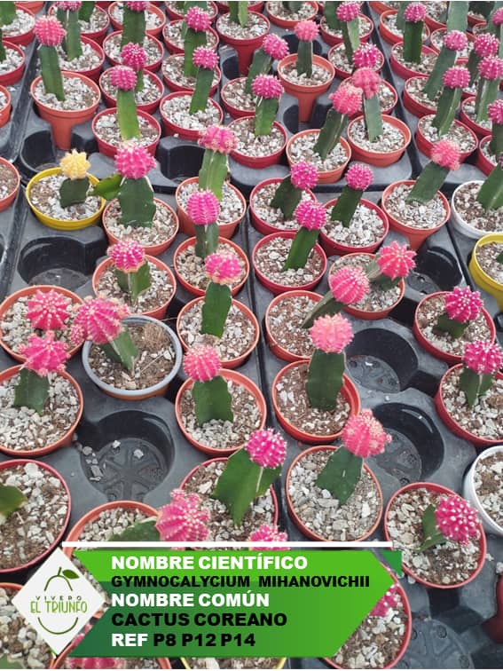 Plántula de Cactus Coreano | Croper