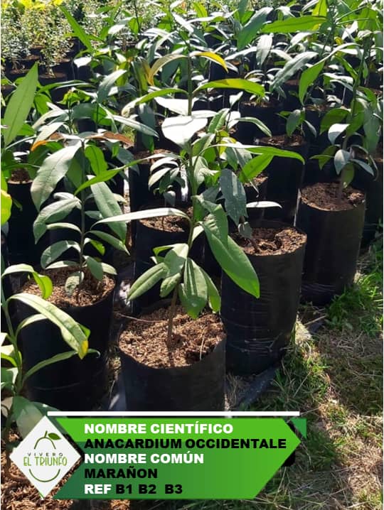 Plántula de Marañón | Croper