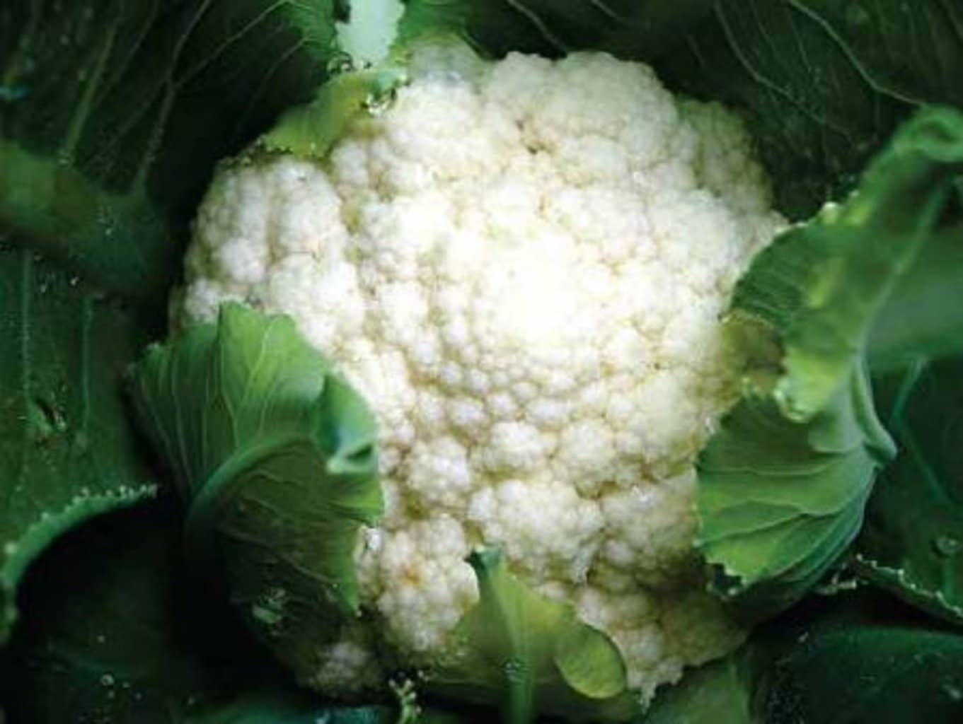 Semilla De Coliflor hibrido nevada F1 | Croper