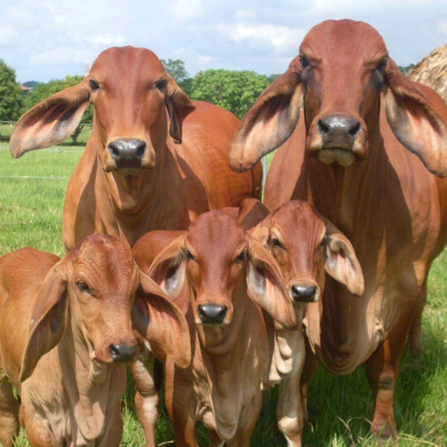 Genética de Brahman | Croper