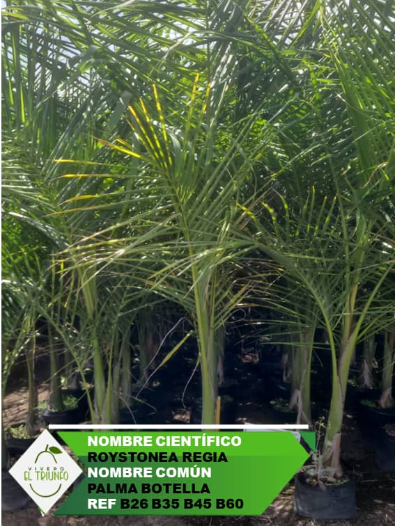 Plántula de Palma Botella | Croper