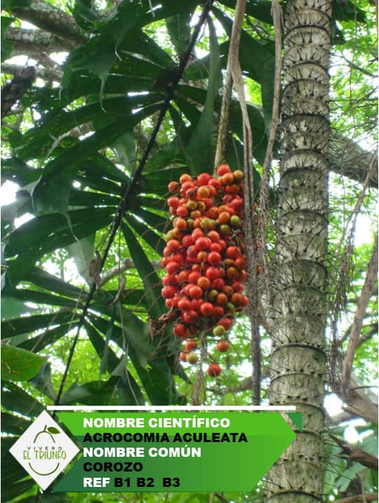 Plántula de Corozo | Croper