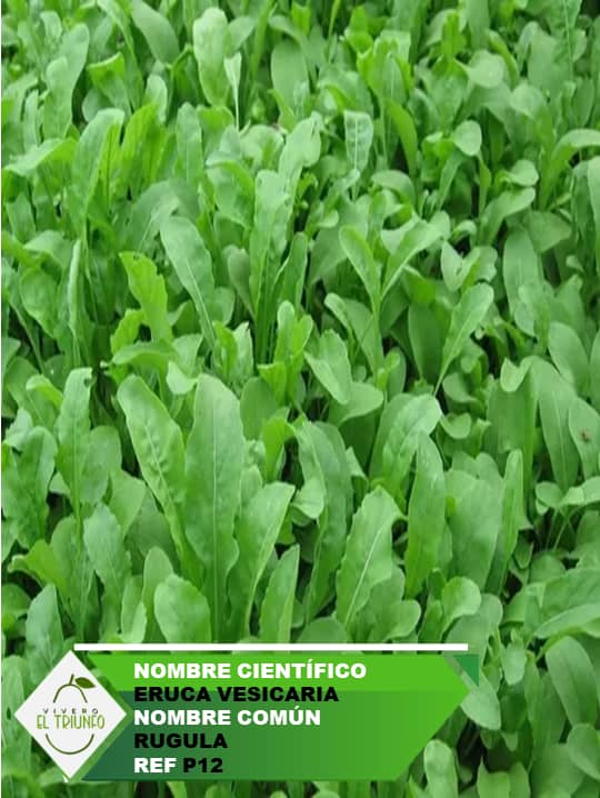 Plántula de Rugula | Croper