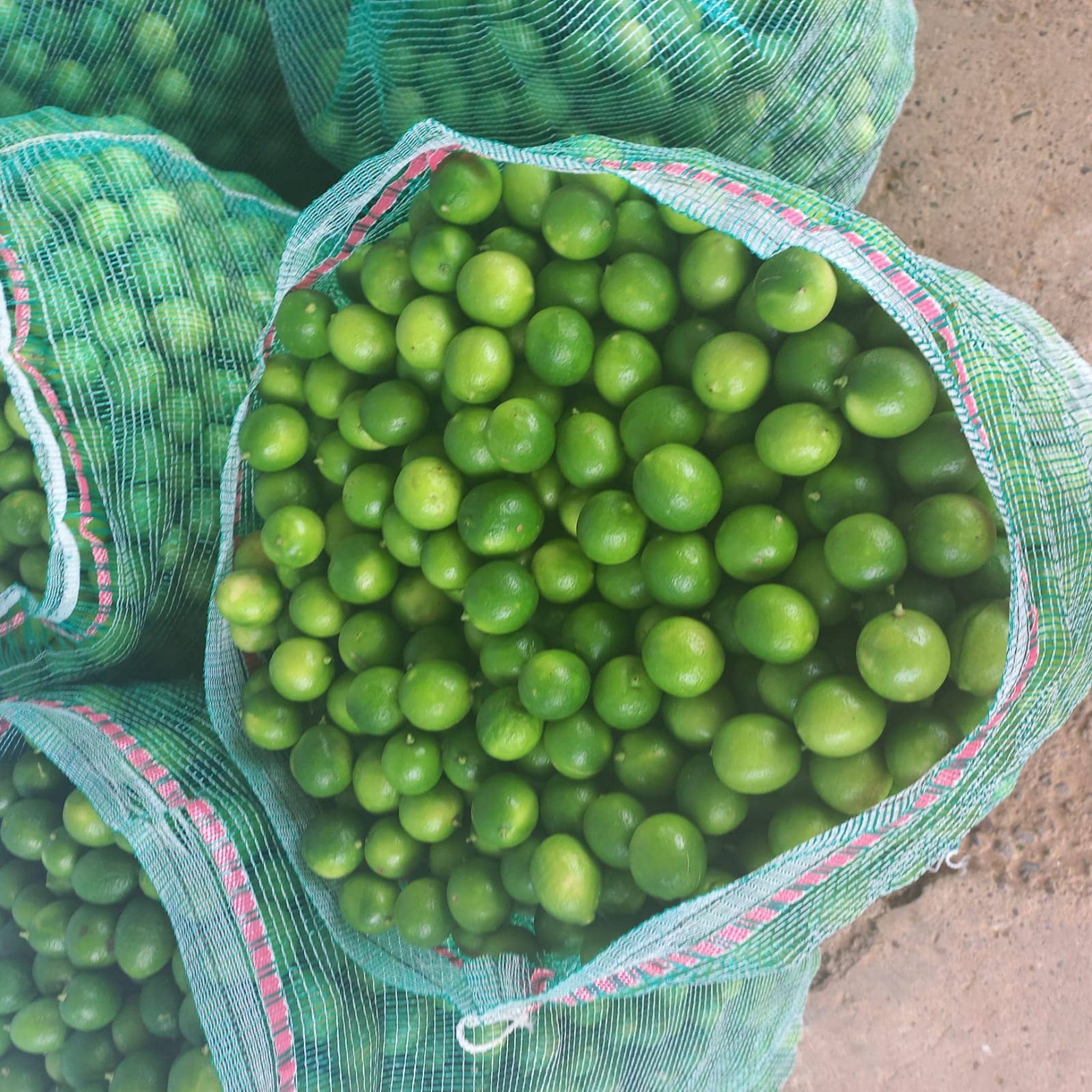 Limón criollo, pajarito, sutil, común, castilla | Croper