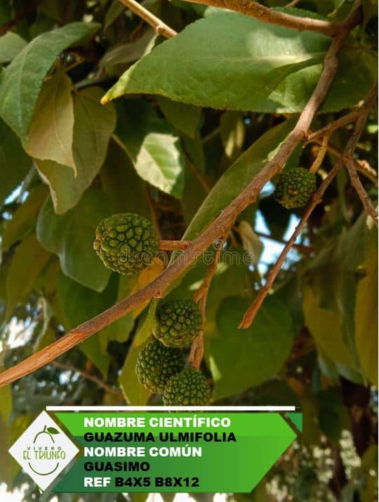 Plántula de Guásimo | Croper