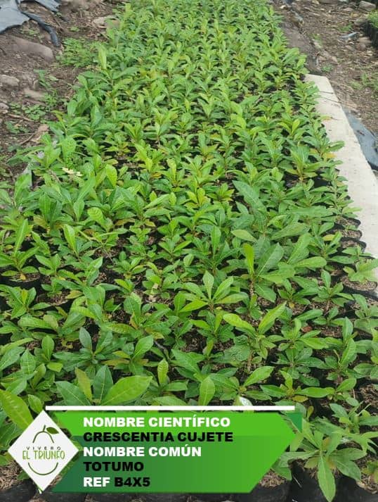 Plántula de Totumo | Croper