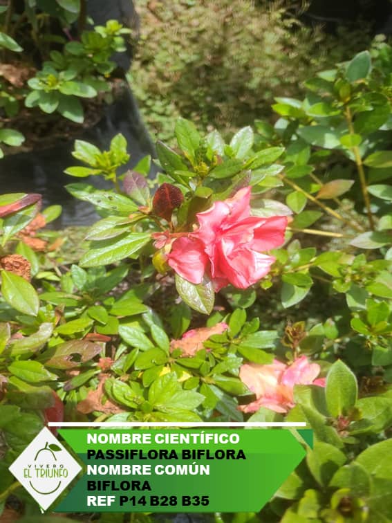 Plántula de Biflora | Croper