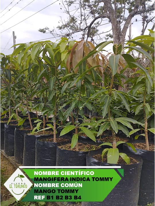 Plántula de Mango Tommy | Croper