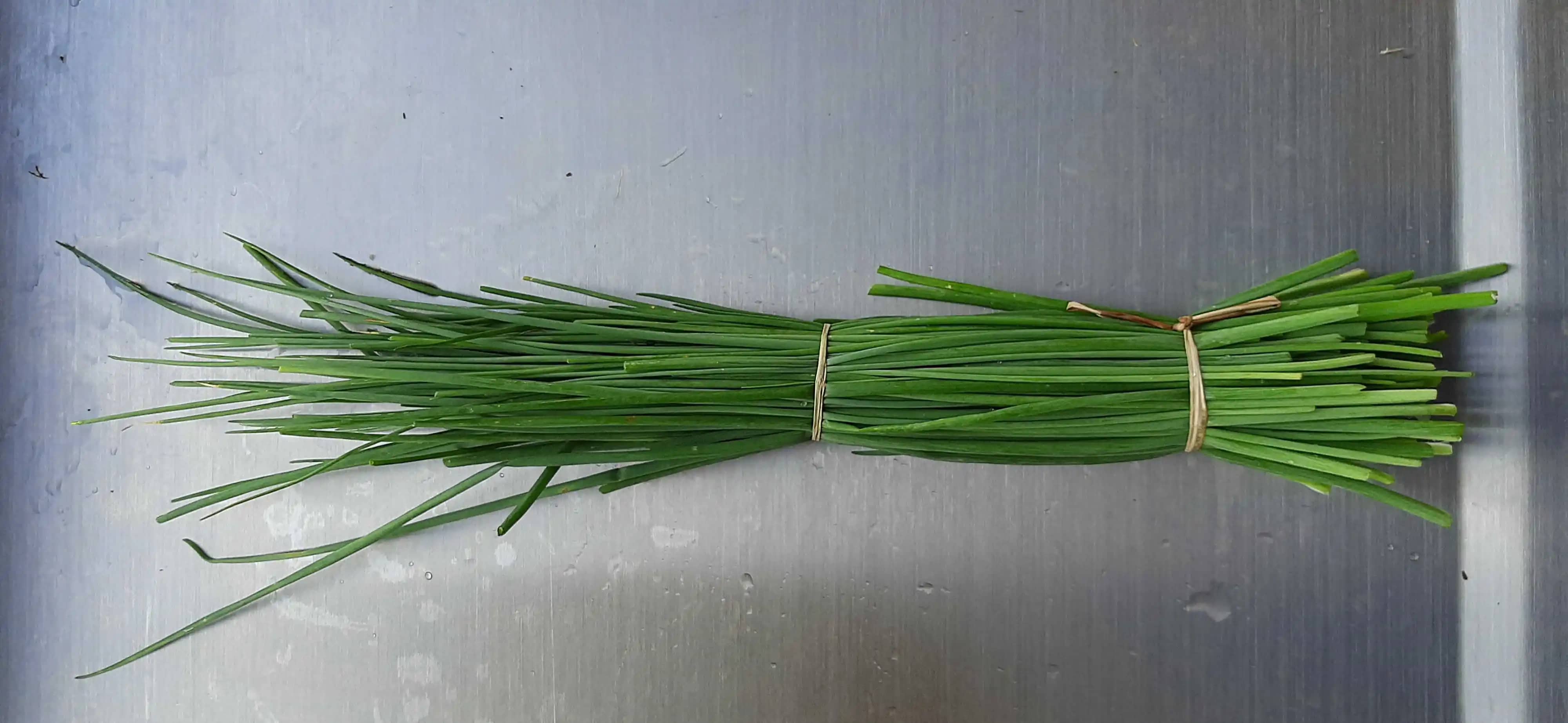 Venta de Cebollin cultivado bajo prácticas agroecológicas | Croper