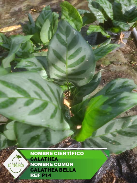 Plántula de Calathea Bella | Croper