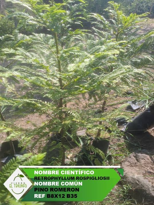 Plántula de Pino Romeron | Croper