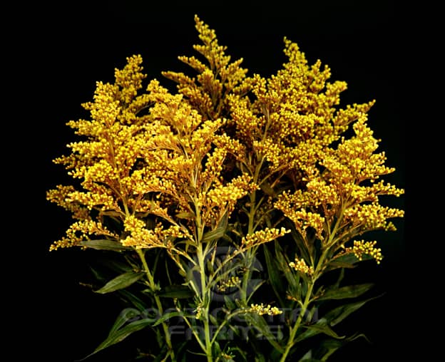 Compra y cotiza Aster solidago | Croper