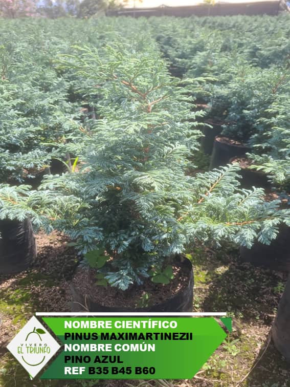 Plántula de Pino Azul | Croper