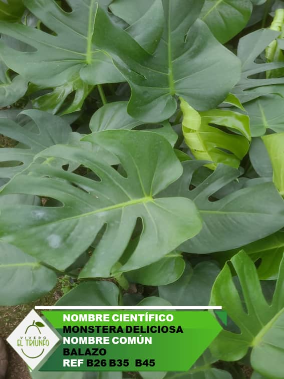 Plántula de Balazo | Croper