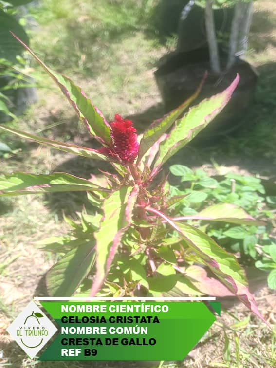 Plántula de Cresta de Gallo | Croper