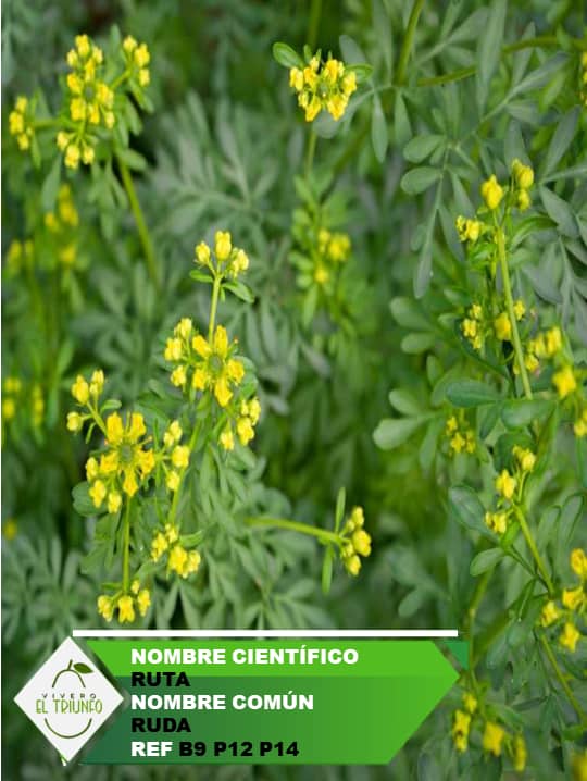 Plántula de Ruda | Croper