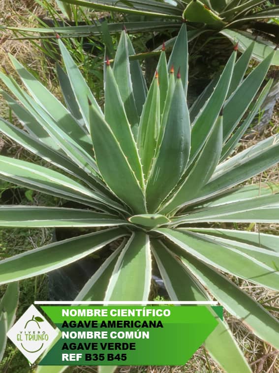 Plántula de Agave Verde | Croper
