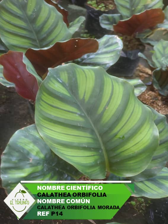 Plántula de Calathea Orbifolia Morada | Croper