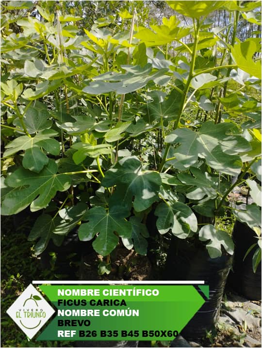 Plántula de Brevo | Croper