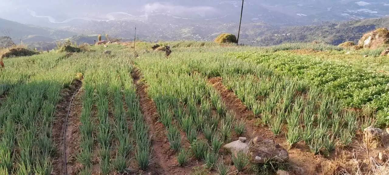 Luisa Fernanda Alvarez | Croper