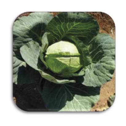 Semilla de Repollo copenhagen x 5 gr | Croper