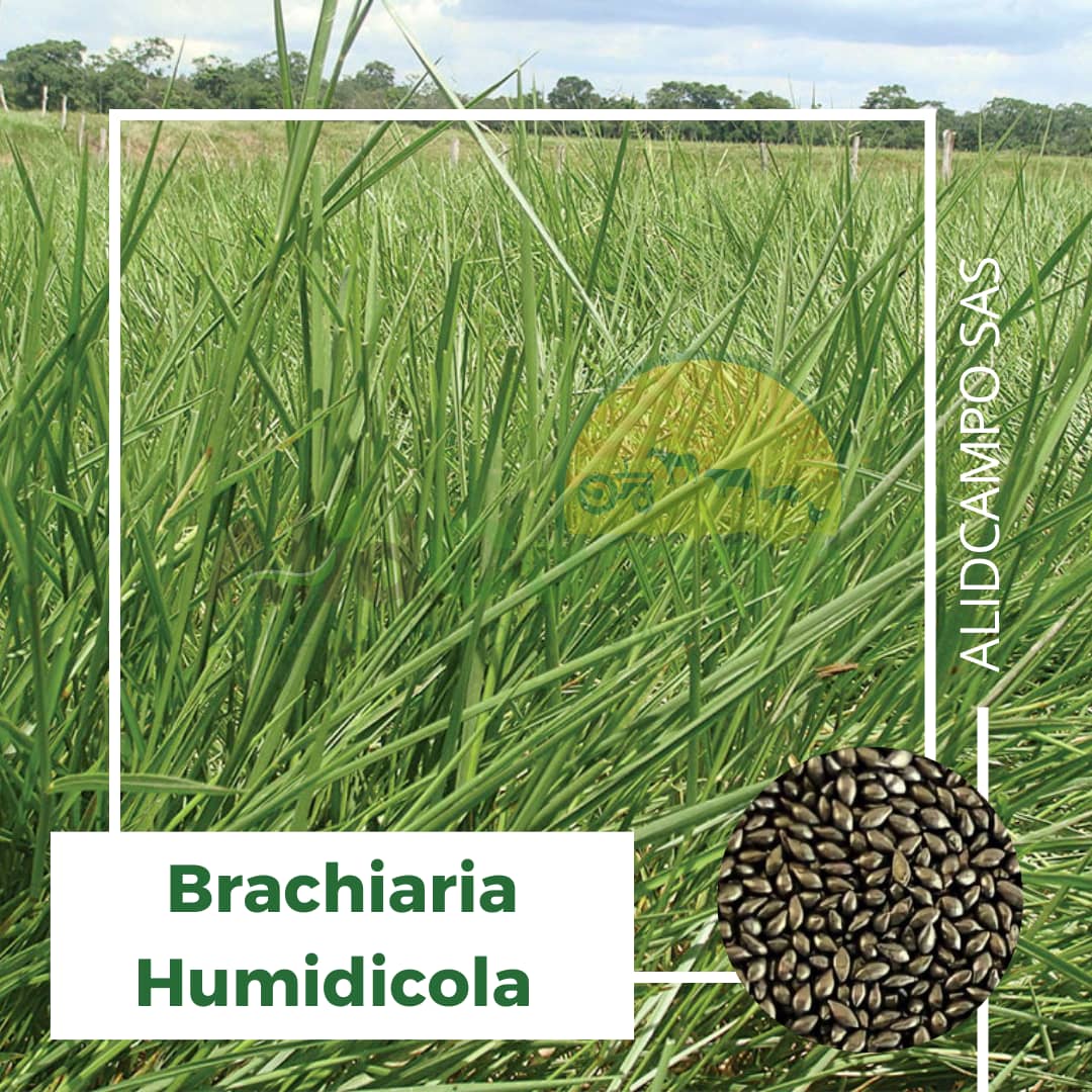 Semilla Brachiaria Humidicola | Croper