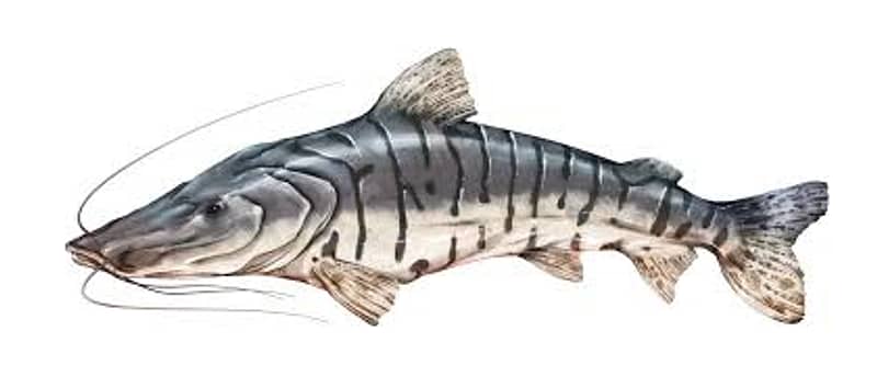 Bagre rayado x Kg | Croper