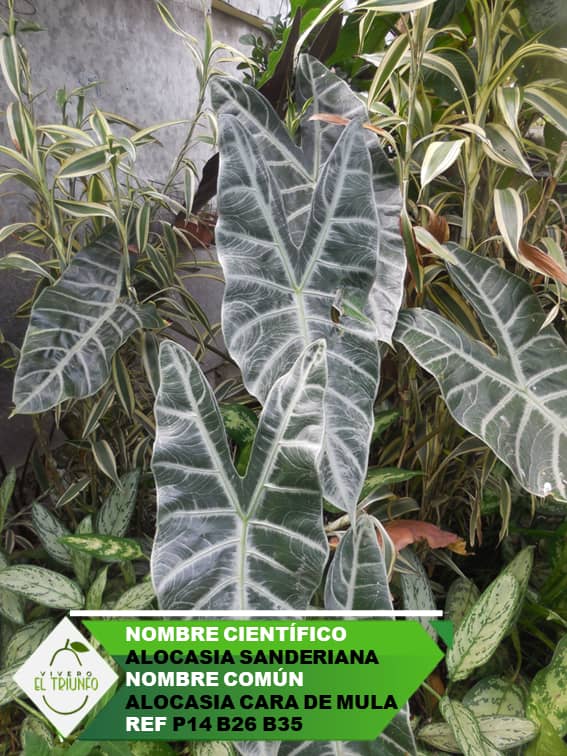 Plántula de Alocasia Cara de Mula | Croper