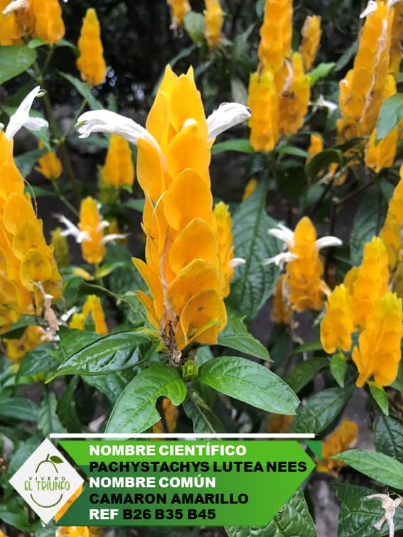 Plántula de Camarón Amarillo | Croper