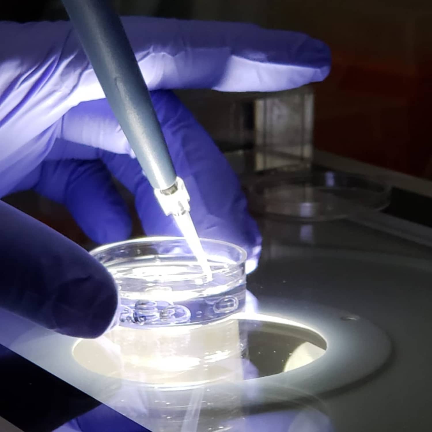 Producción In Vitro de Embriones | Croper